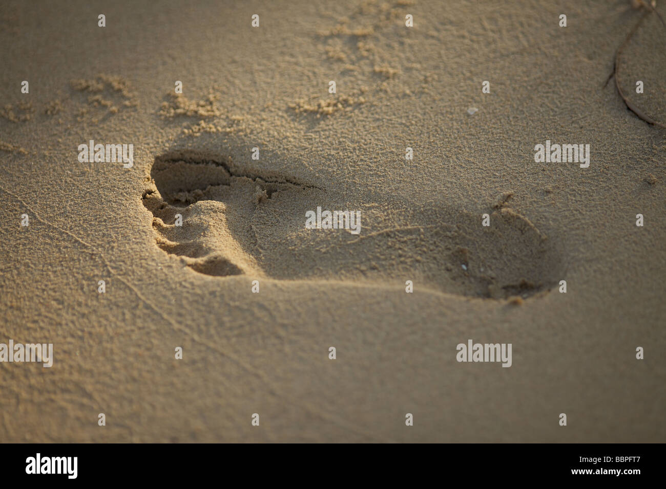 Foot print in the sand Stock Photo - Alamy