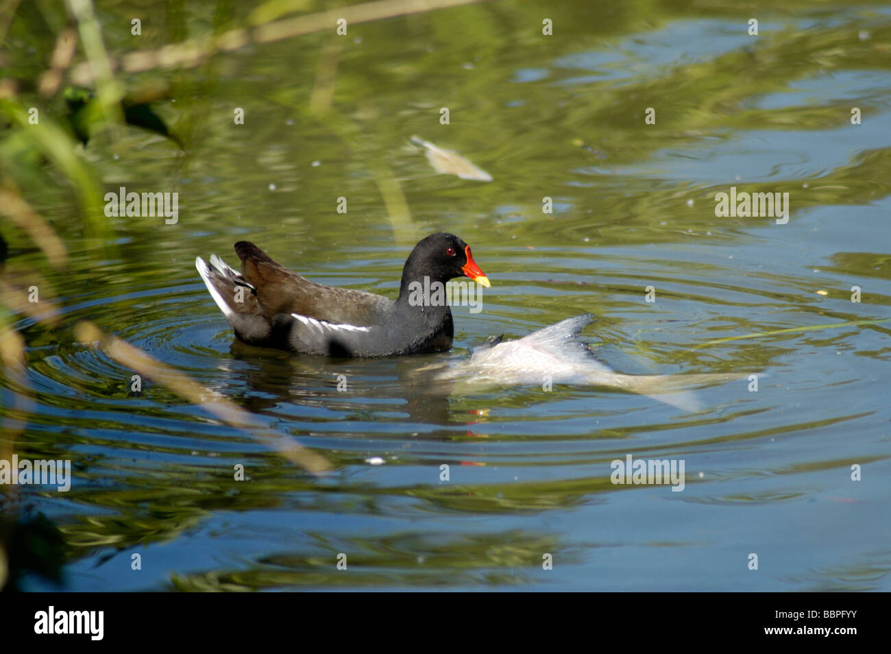 Moorhen Eating Fish ( Gallinula chloropus Stock Photo - Alamy