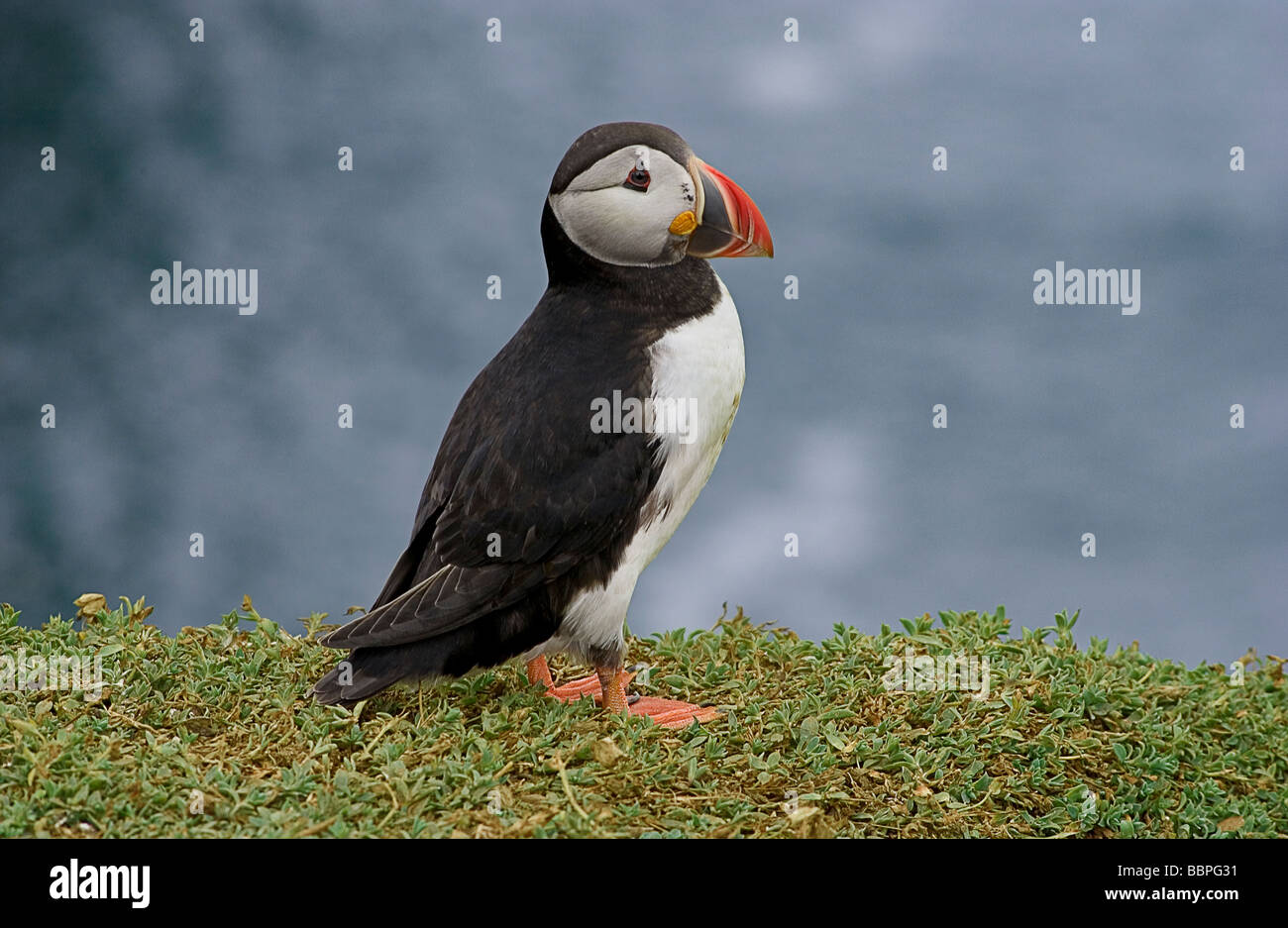 Sea parrot hi-res stock photography and images - Alamy