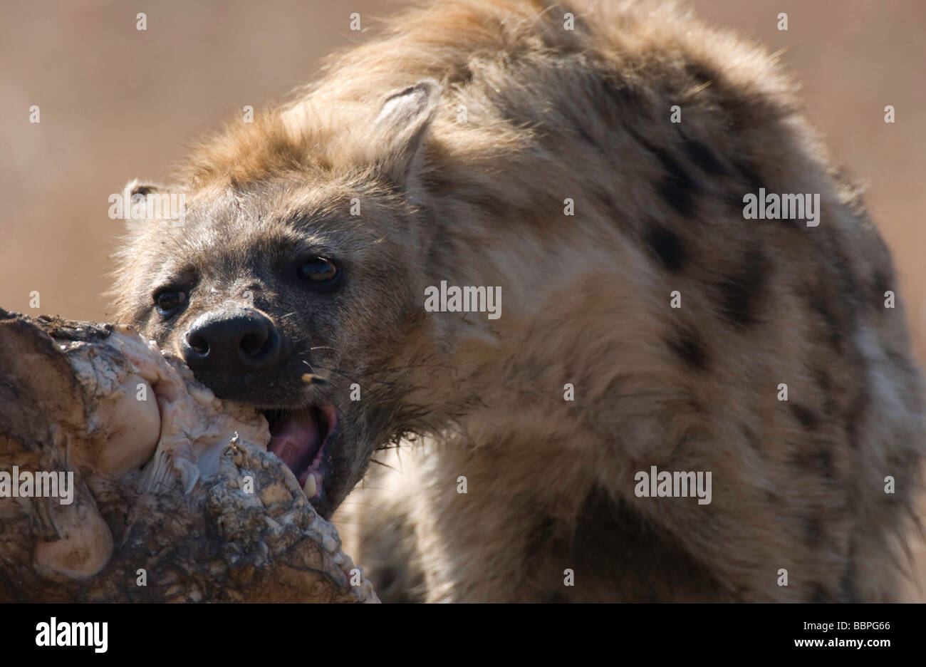 Young Spotted Hyena with kill Kruger Park South Africa Stock Photo - Alamy