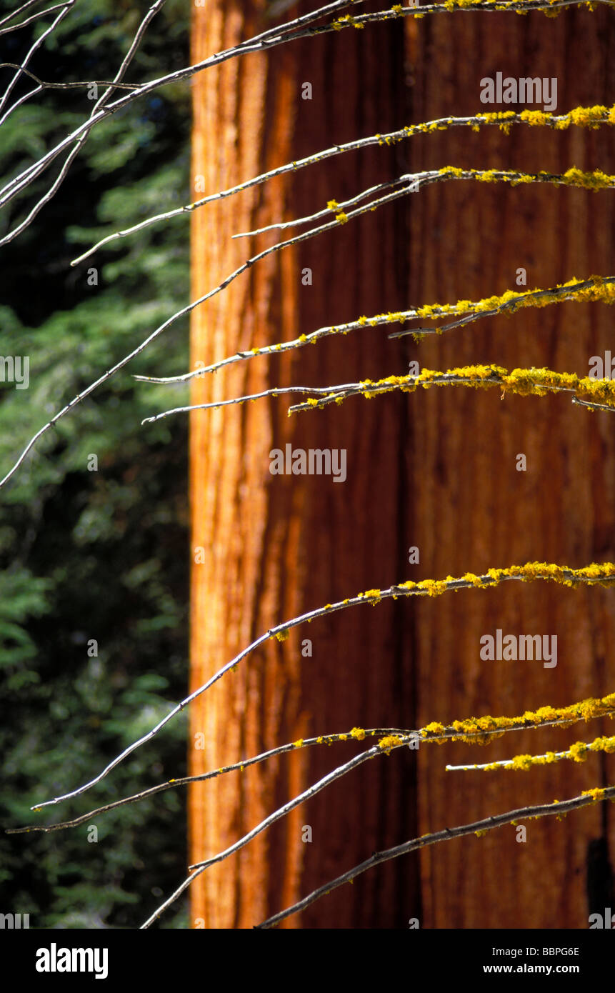 Giant sequoia tree branches hi-res stock photography and images - Alamy