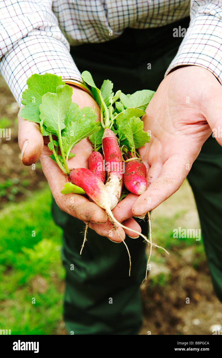 Radish vegetable garden hi-res stock photography and images - Alamy