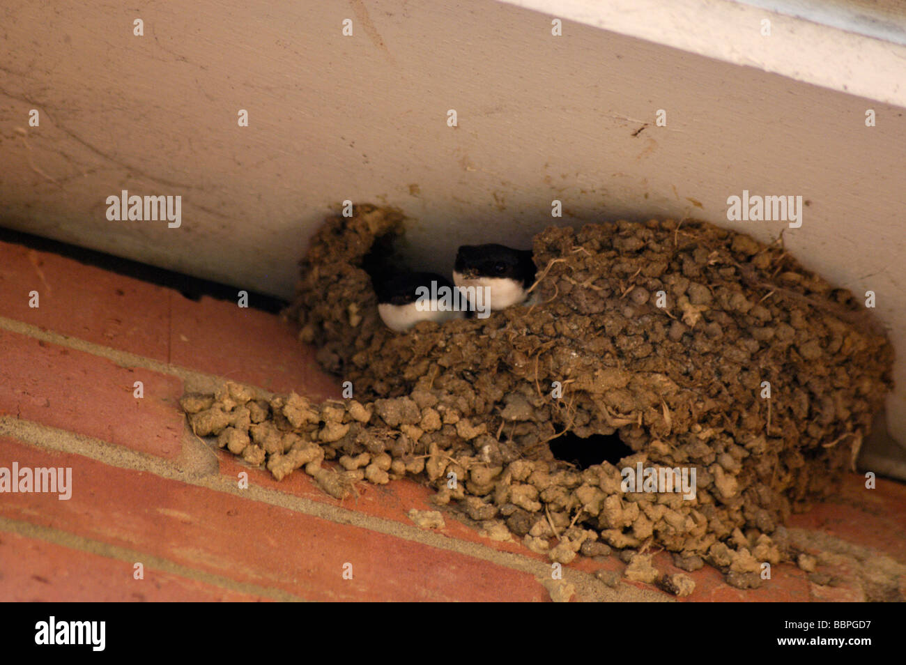 House Martin in Nest (Delichon urbica Stock Photo - Alamy