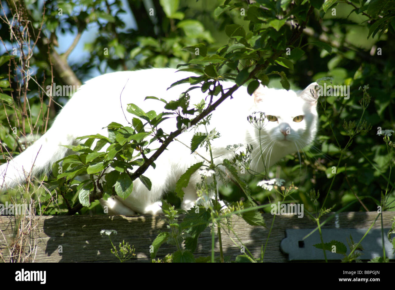 Cat in the Wild Stock Photo - Alamy