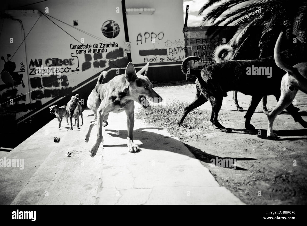 Feral dogs america hi-res stock photography and images - Alamy