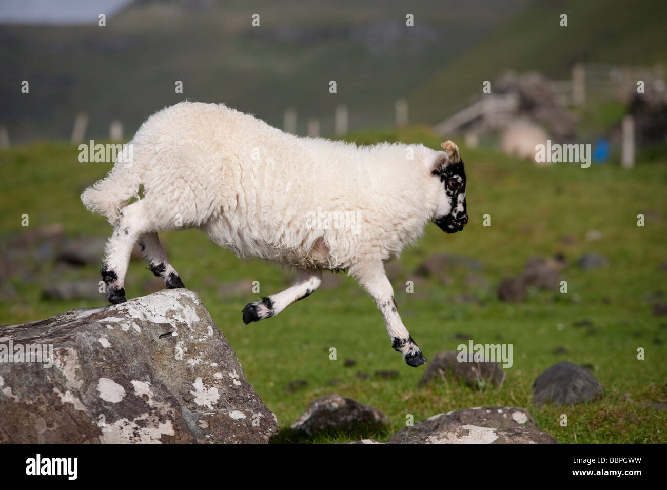 Highland lamb hi-res stock photography and images - Alamy