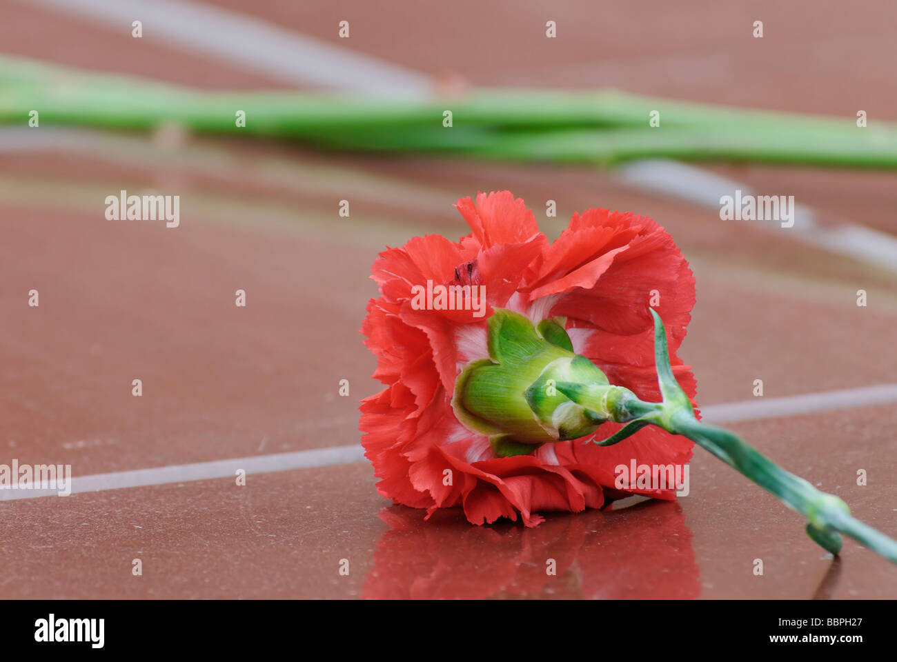 Scarlet carnation hi-res stock photography and images - Alamy