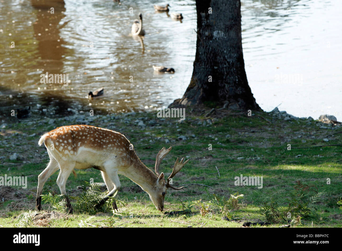 THE COUX ZOO, AUZANCES, CREUSE (23), FRANCE Stock Photo - Alamy