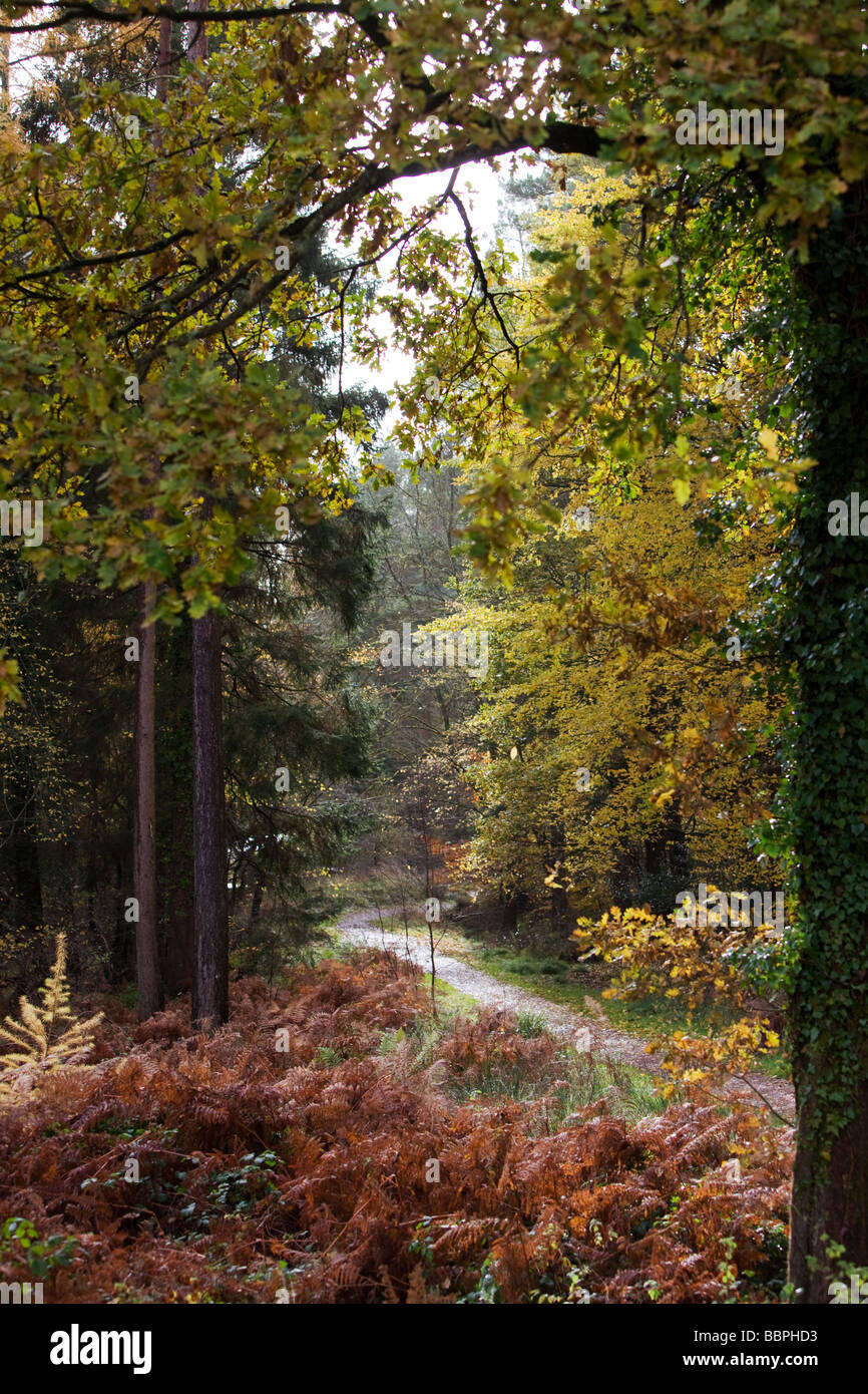 A woodland path in the Forest of Dean, England, UK Stock Photo - Alamy