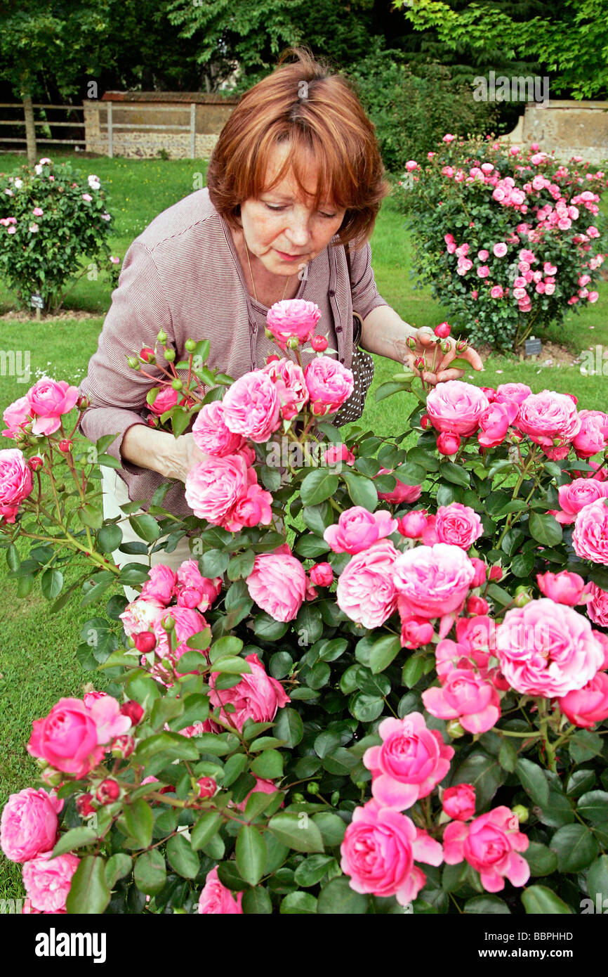 ROSE GARDEN AT THE CHATEAU OF MISEREY, EURE (27), NORMANDY, FRANCE ...
