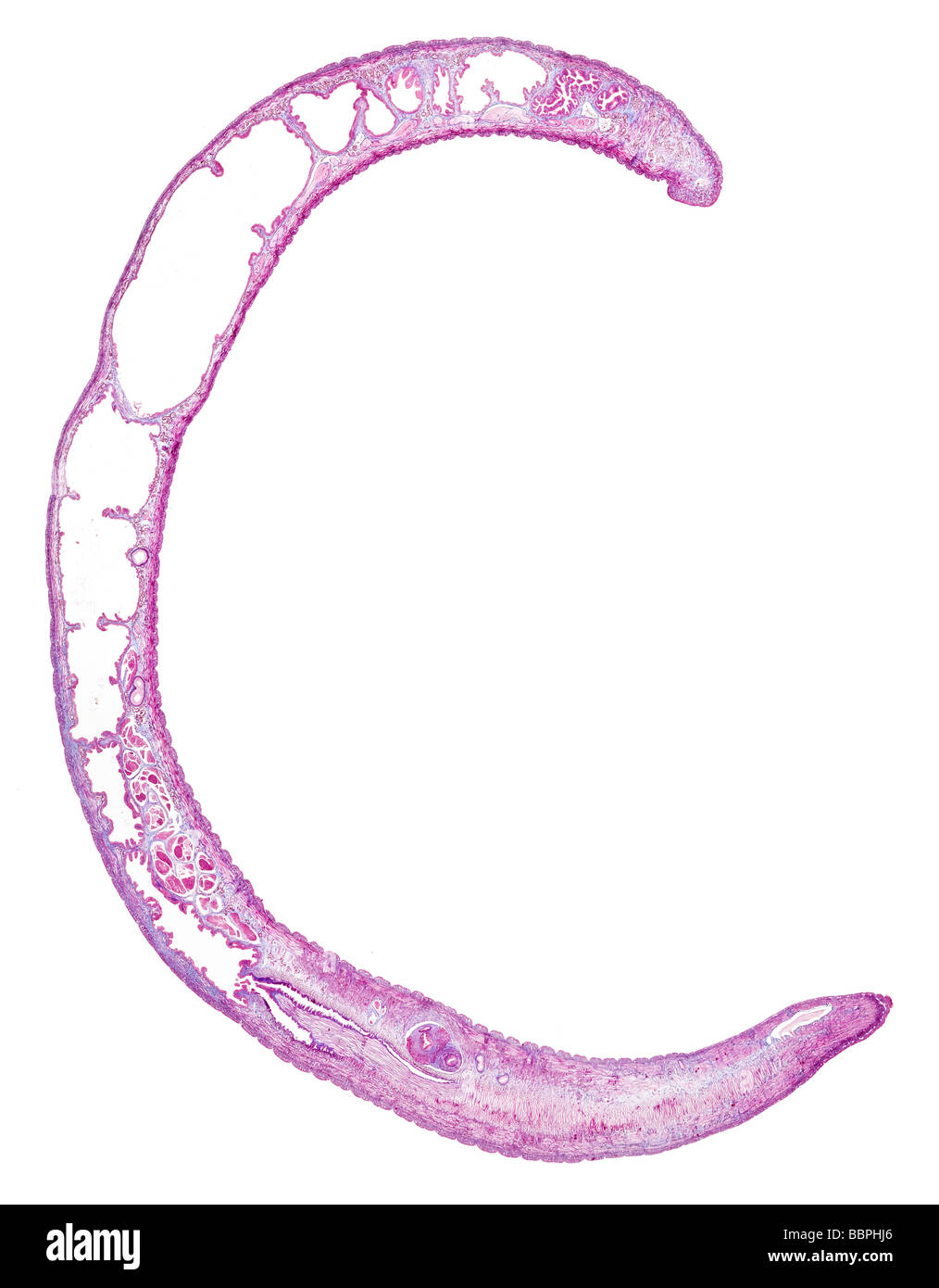 Leech hi-res stock photography and images - Alamy