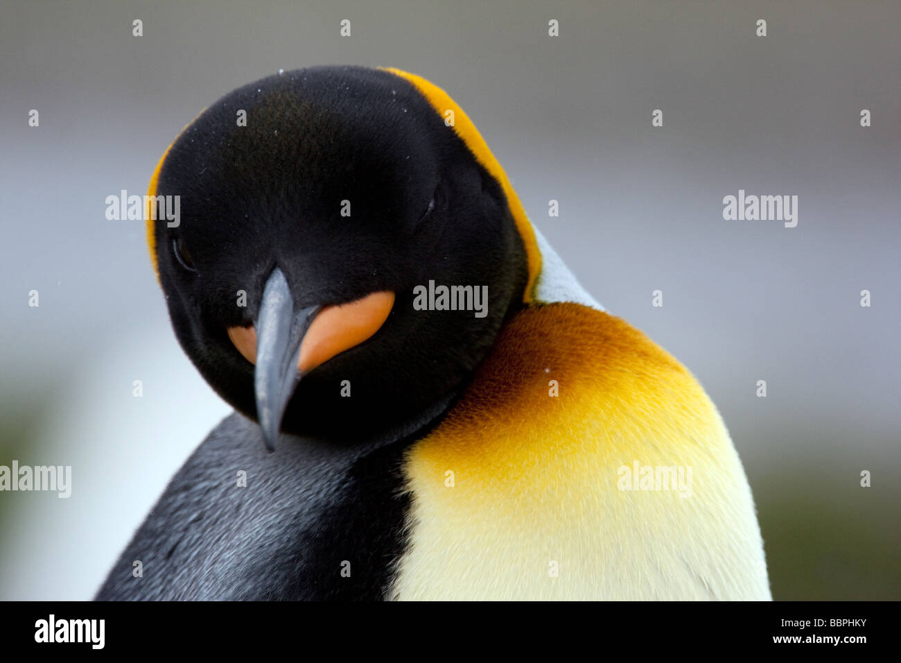 Streamlined animal hi-res stock photography and images - Alamy