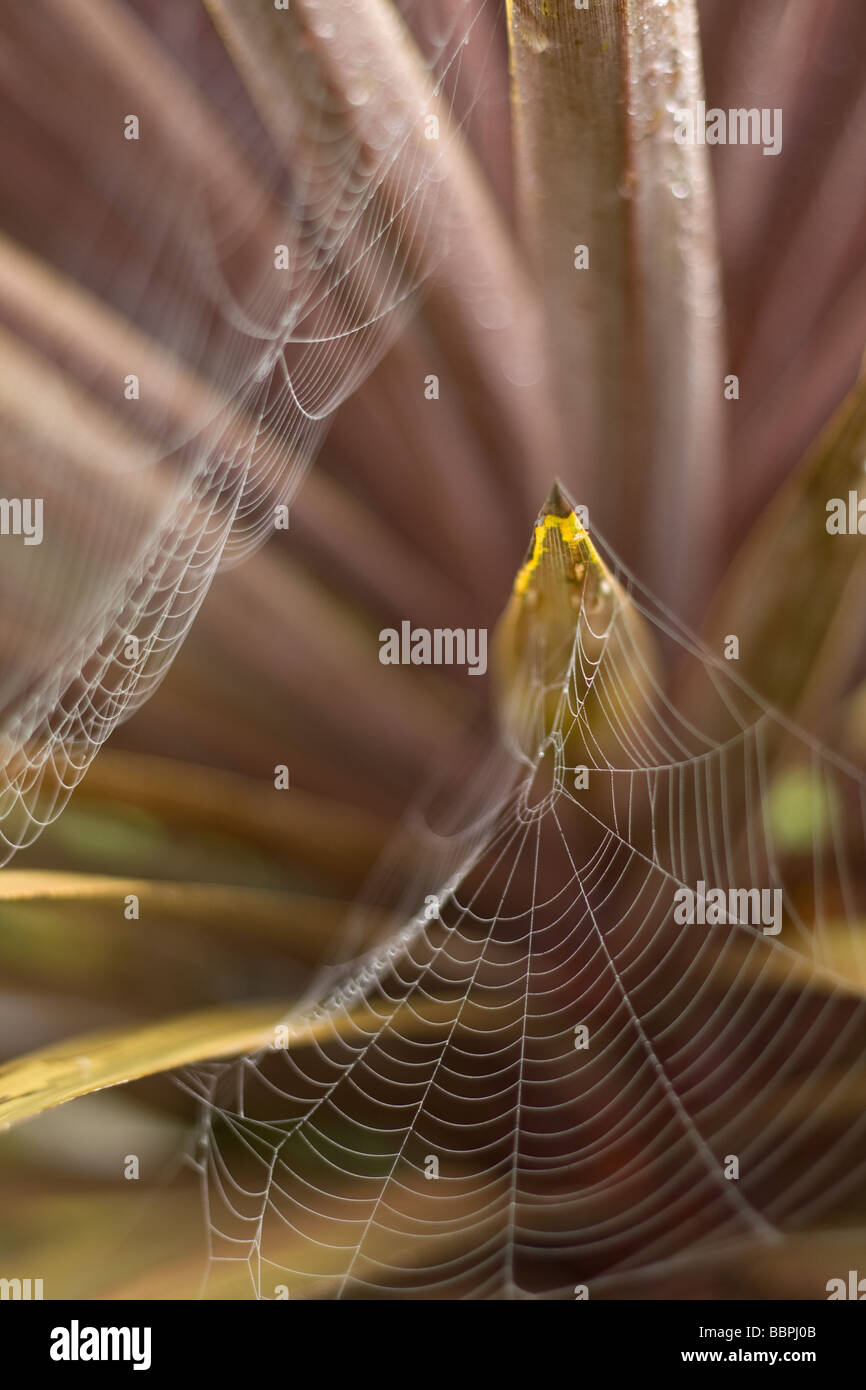 Spider webs adorning a plant Stock Photo - Alamy