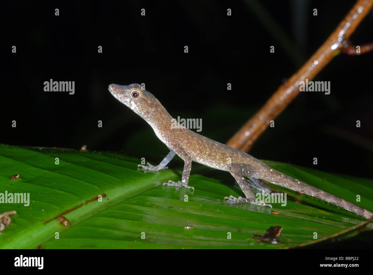Anolis, Madre de Dios, Peru Stock Photo - Alamy