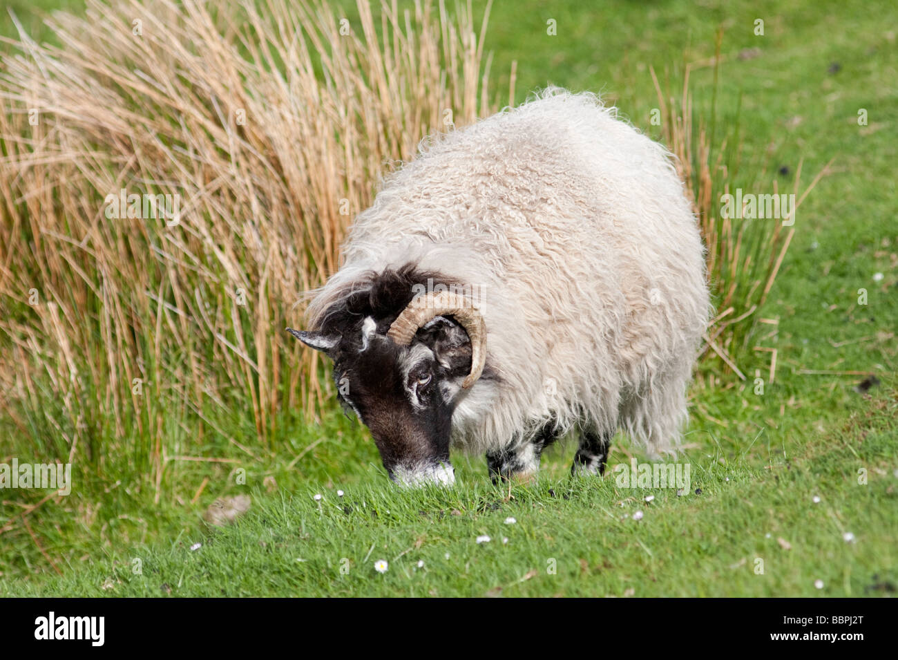 Highland Sheep grazing on Skye Stock Photo - Alamy