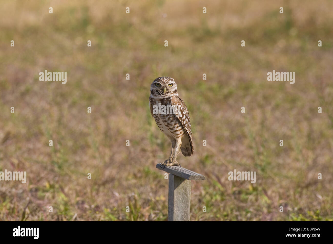 Burrowing Owl also know as Ground Owl Prairie Dog Owl Rattlesnake Owl ...