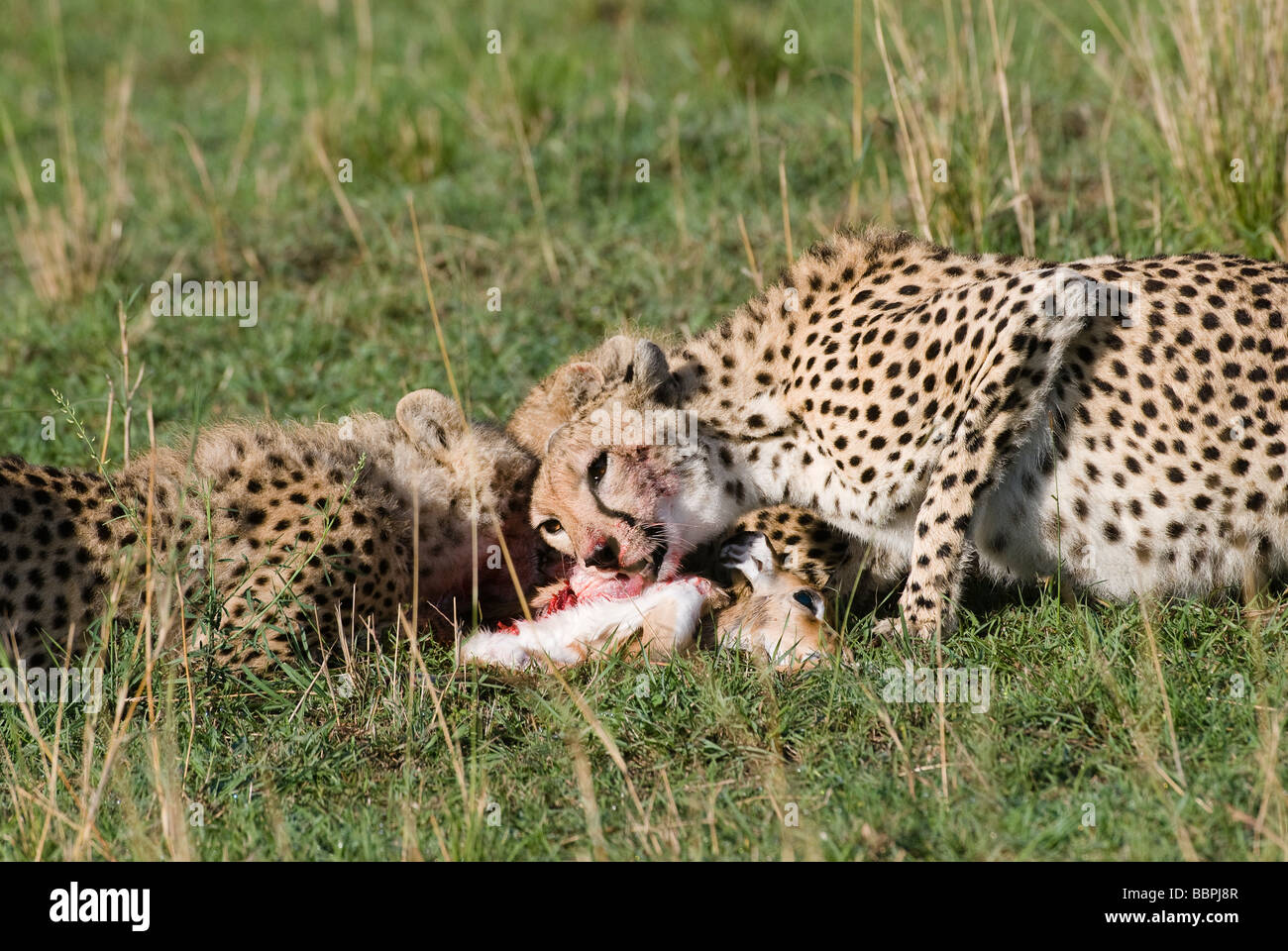 Cheetah carnivore eating mammals hi-res stock photography and images ...