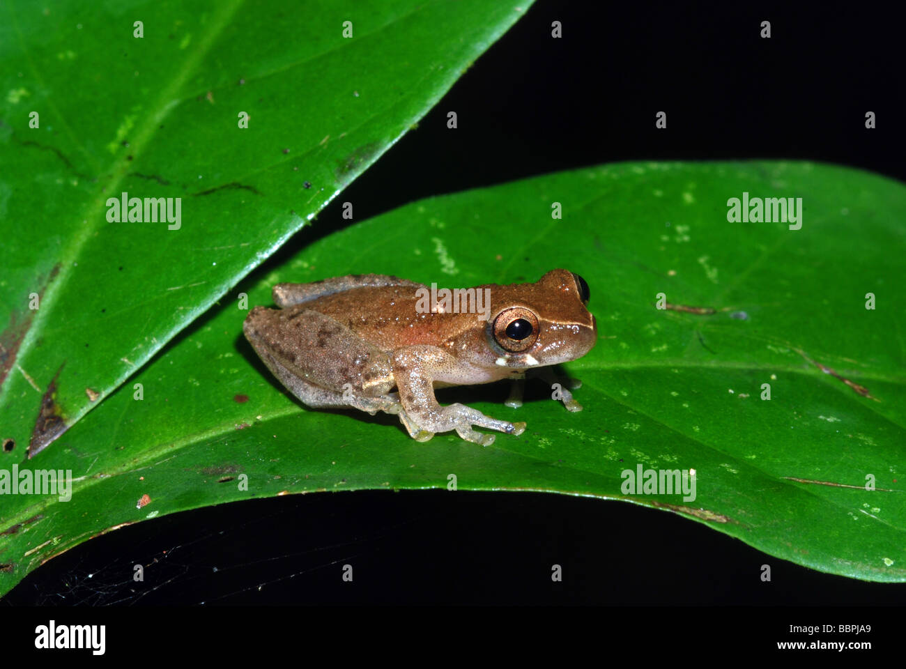 Tree frog, Madre de Dios, Peru Stock Photo - Alamy
