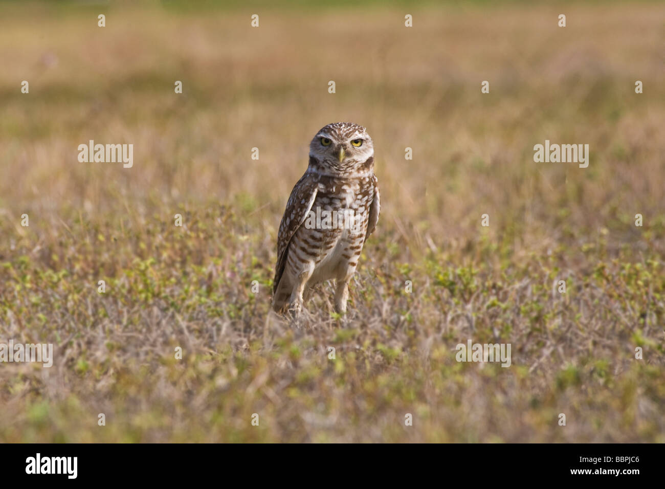 Gopher owl hi-res stock photography and images - Alamy