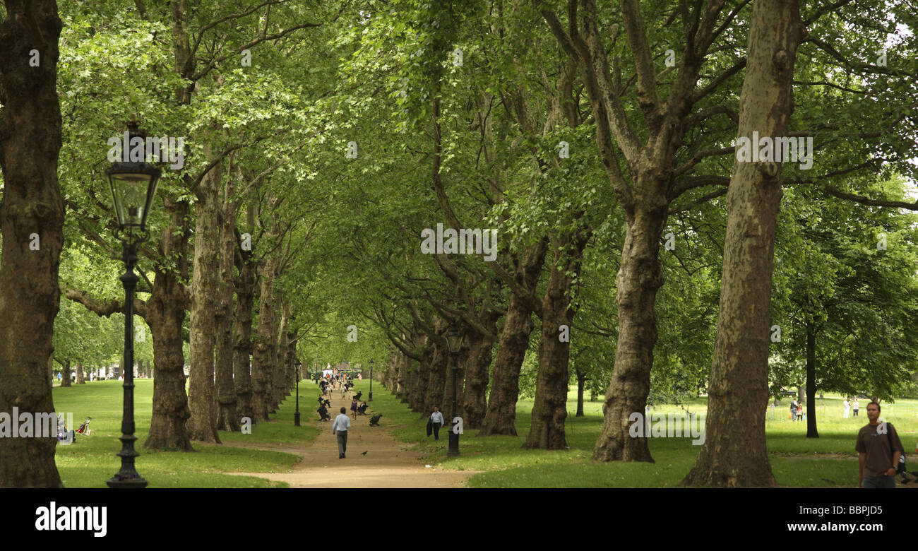 Green park london trees hi-res stock photography and images - Alamy