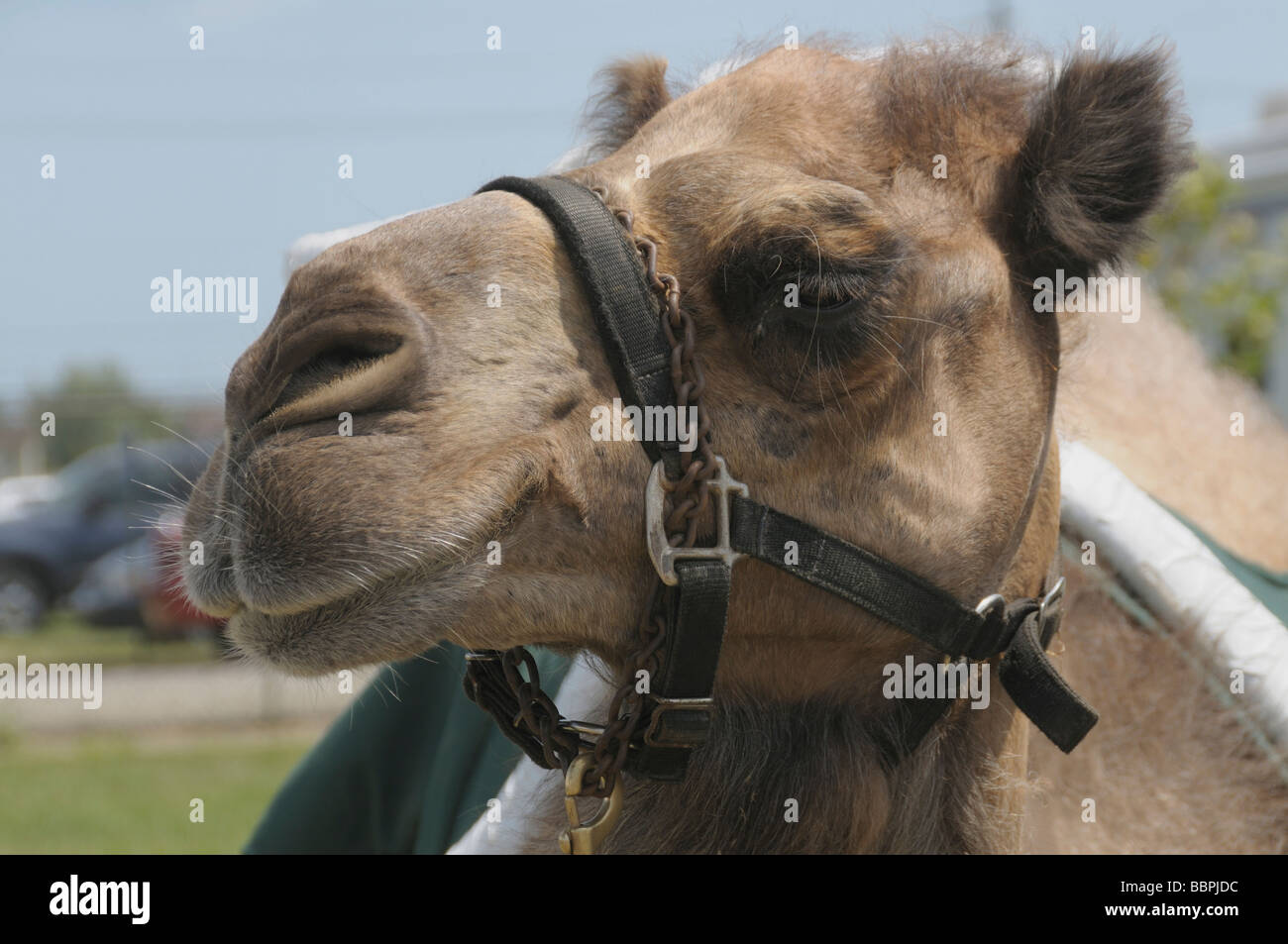 Camel picture hi-res stock photography and images - Alamy
