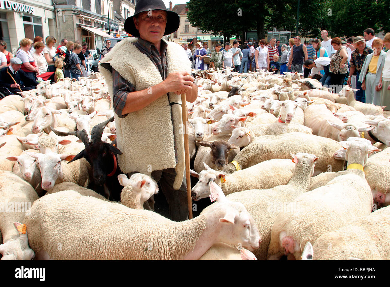 Sheep farming medieval hi-res stock photography and images - Alamy