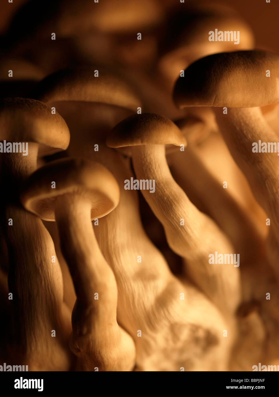 English fungi hi-res stock photography and images - Alamy