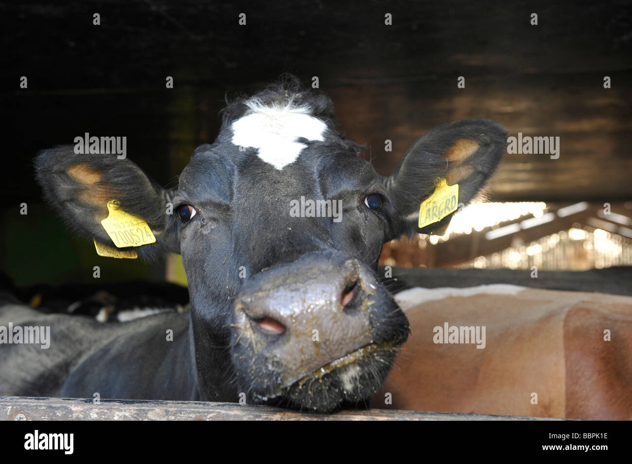Cow door hi-res stock photography and images - Alamy