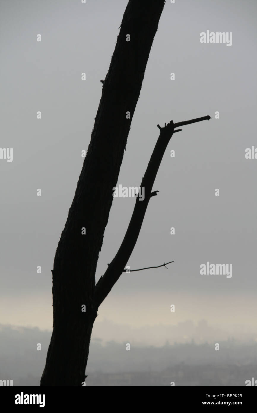 dark tree branches against dark sky Stock Photo - Alamy