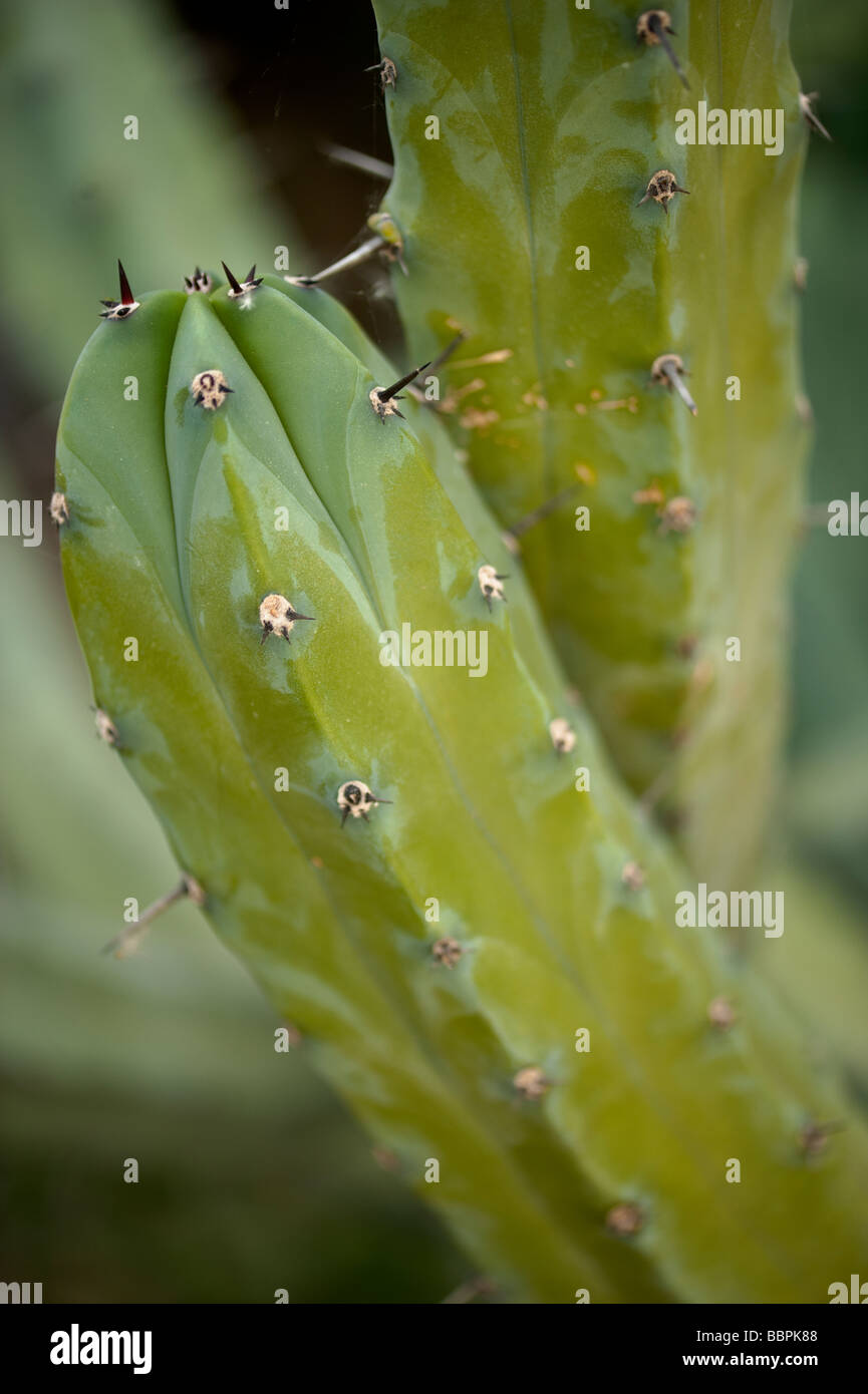 Cactus cacti kew gardens plants hi-res stock photography and images - Alamy