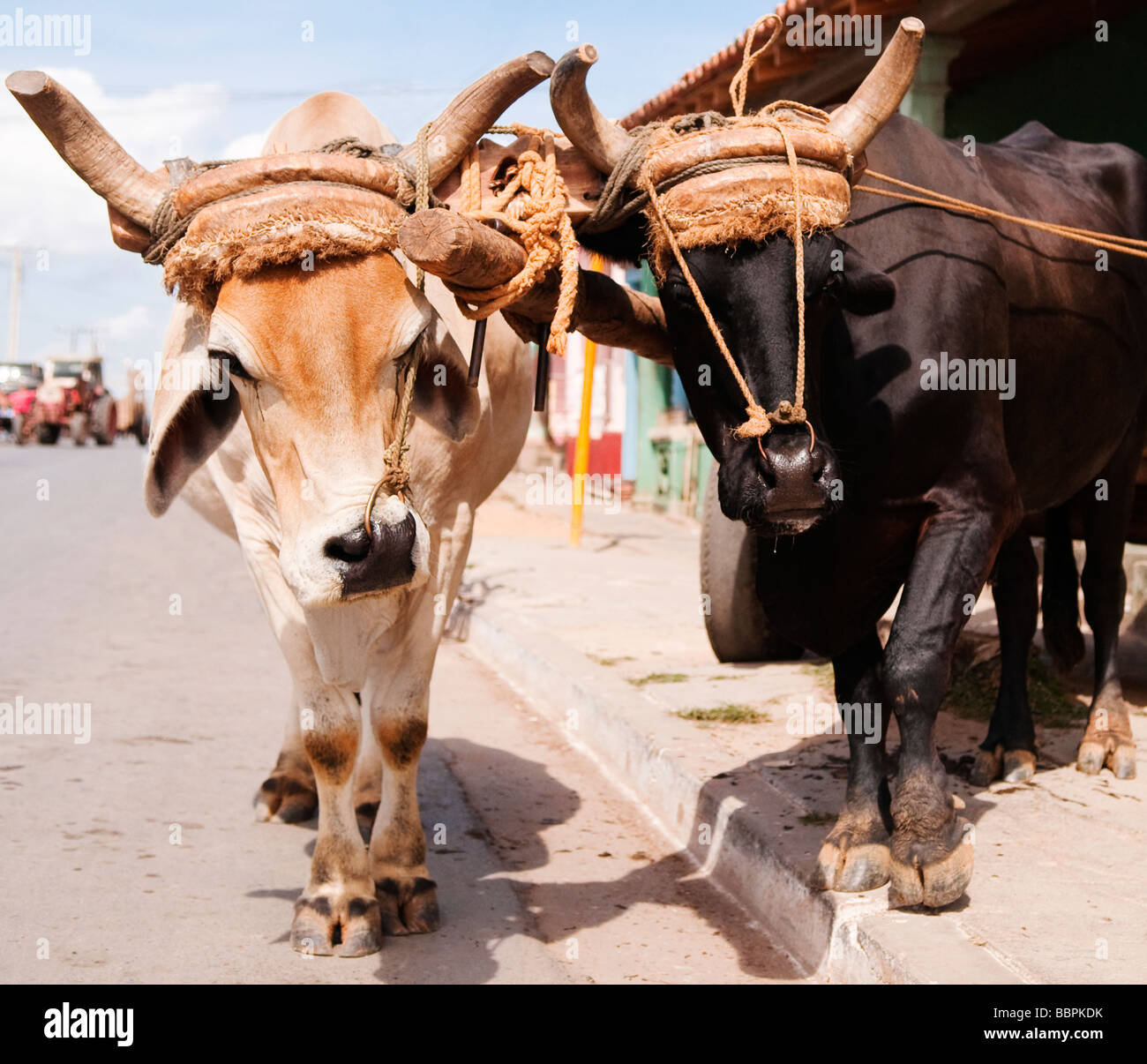 Oxen in Vinales, Cuba, Caribbean Stock Photo - Alamy