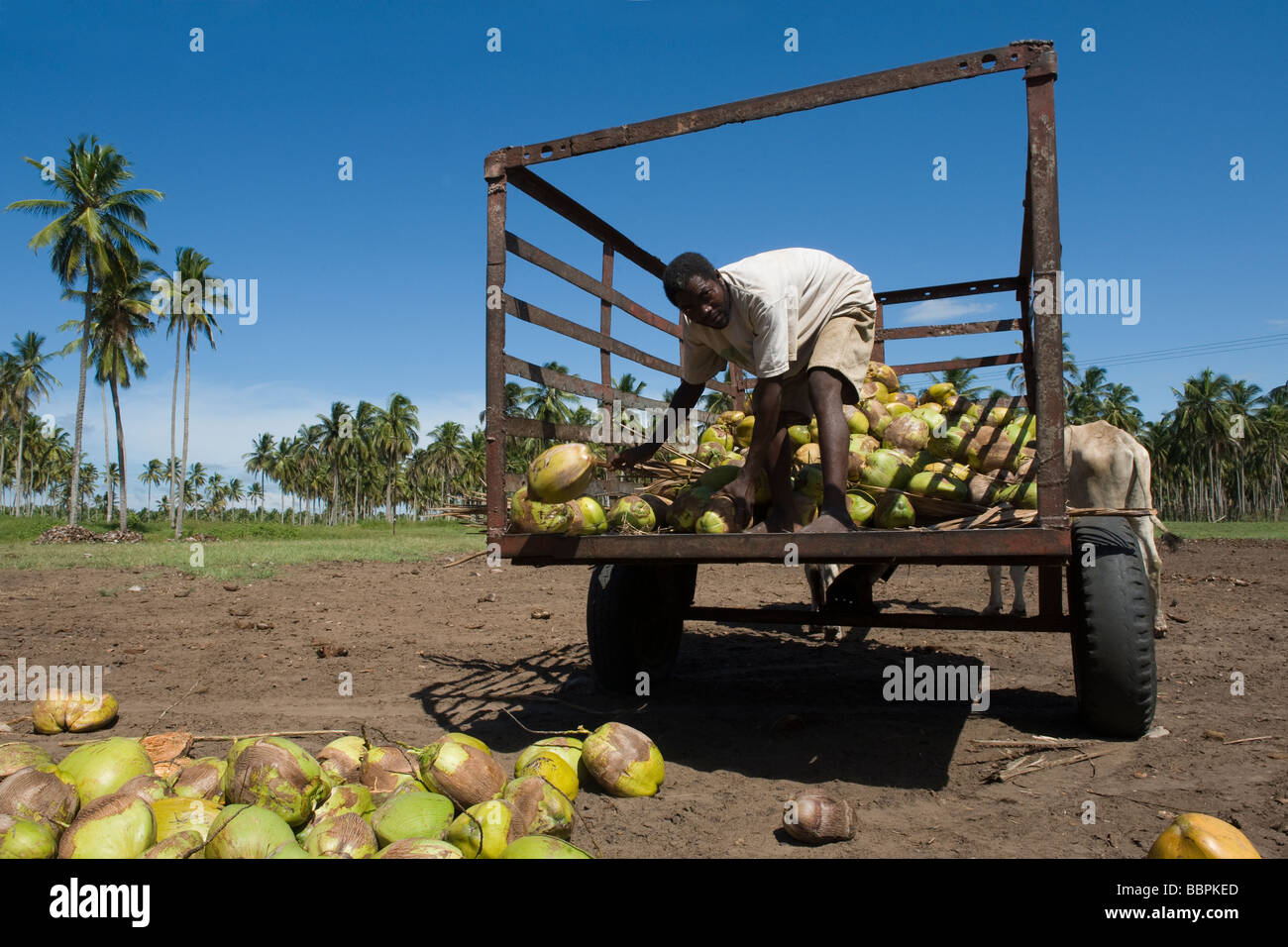 Coconut harvest hi-res stock photography and images - Alamy