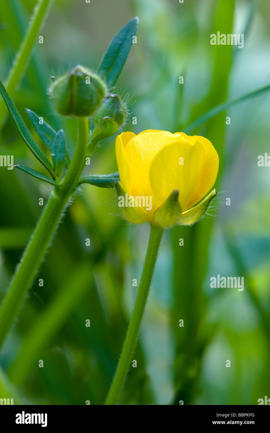 Meadow Buttercup Ranunculus acris flower Stock Photo - Alamy