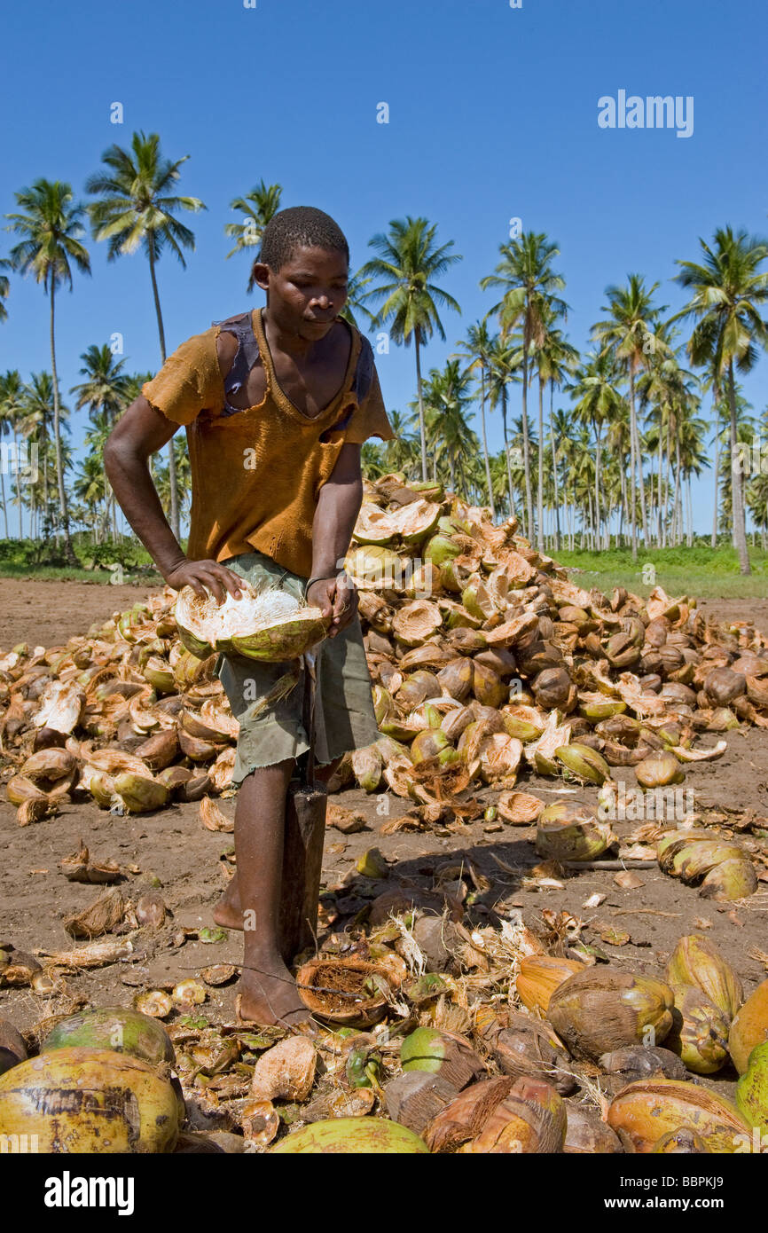 Worker dehusking coconuts Cocos nucifera Quelimane Mozambique Stock ...