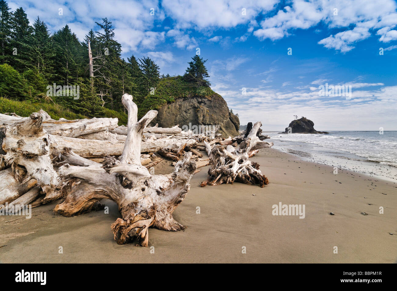 Tree trunks on the beach, washed ashore, Olympic National Park ...