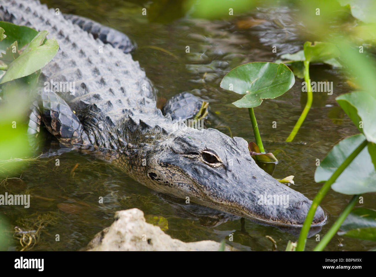 Alligators are in abundance at the base of the Shark Valley Observation ...