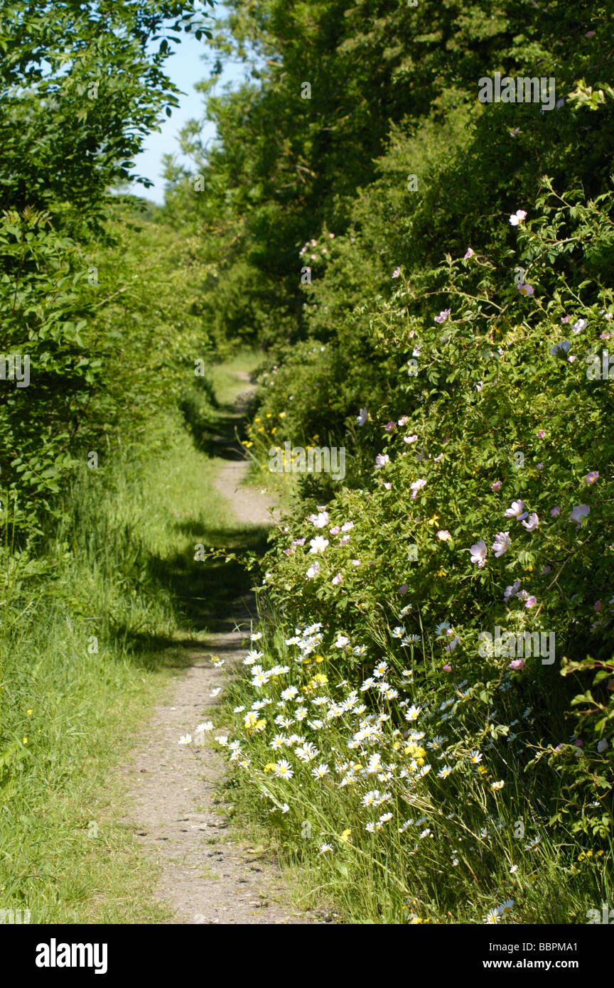 The Secret Path Stock Photo - Alamy