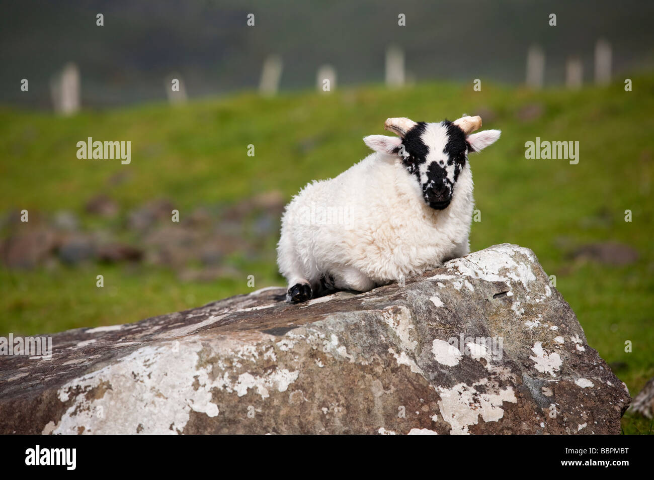 Highland Sheep lamb on Skye Stock Photo - Alamy