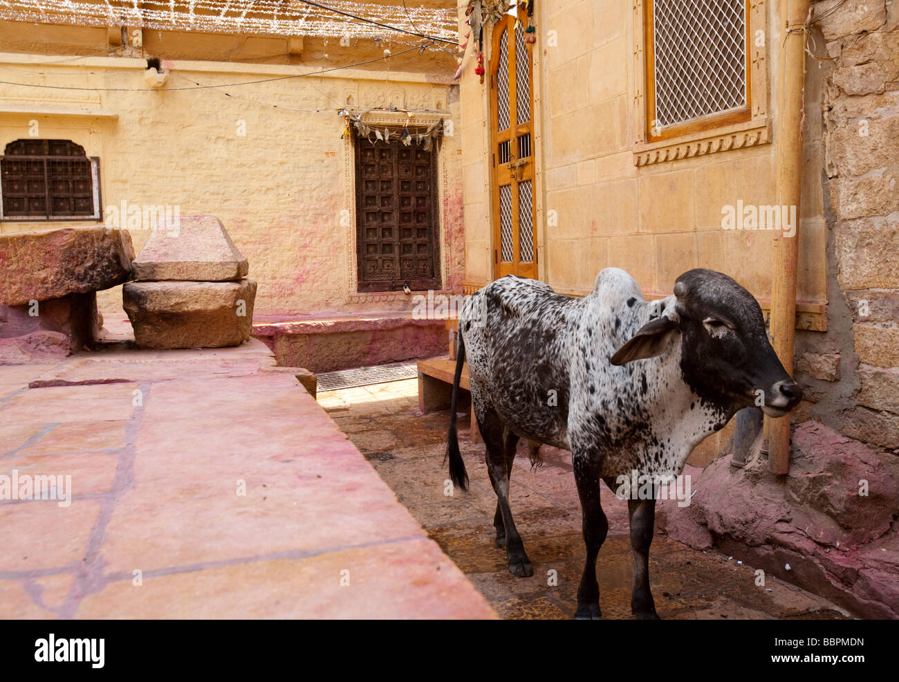 India rajasthan jaisalmer cows hi-res stock photography and images - Alamy