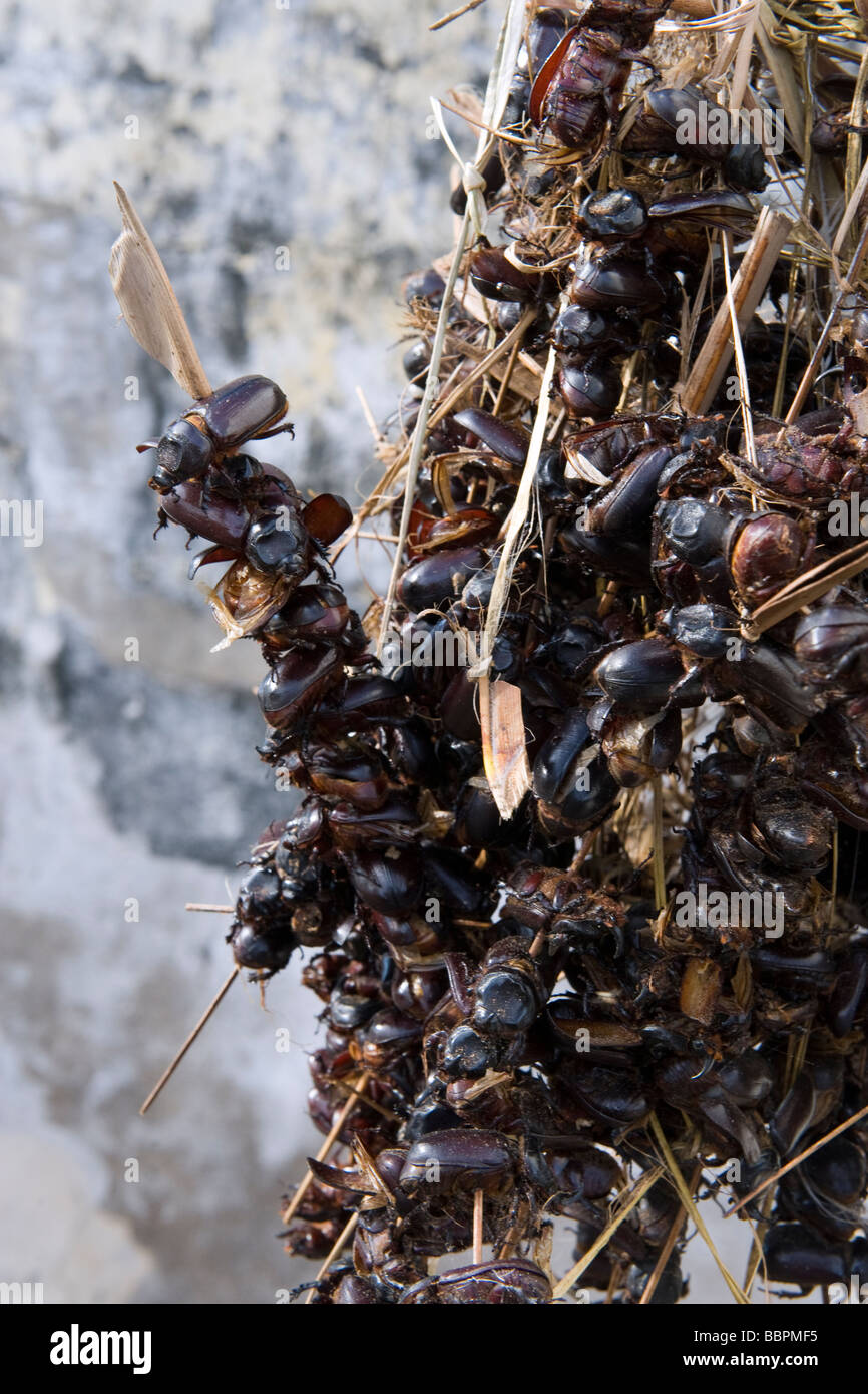 Coconut pest hi-res stock photography and images - Alamy