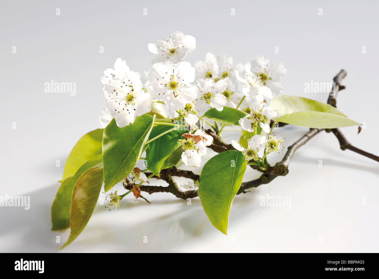 Blossoms of the Nashi Pear tree (Pyrus pyrifolia Stock Photo - Alamy