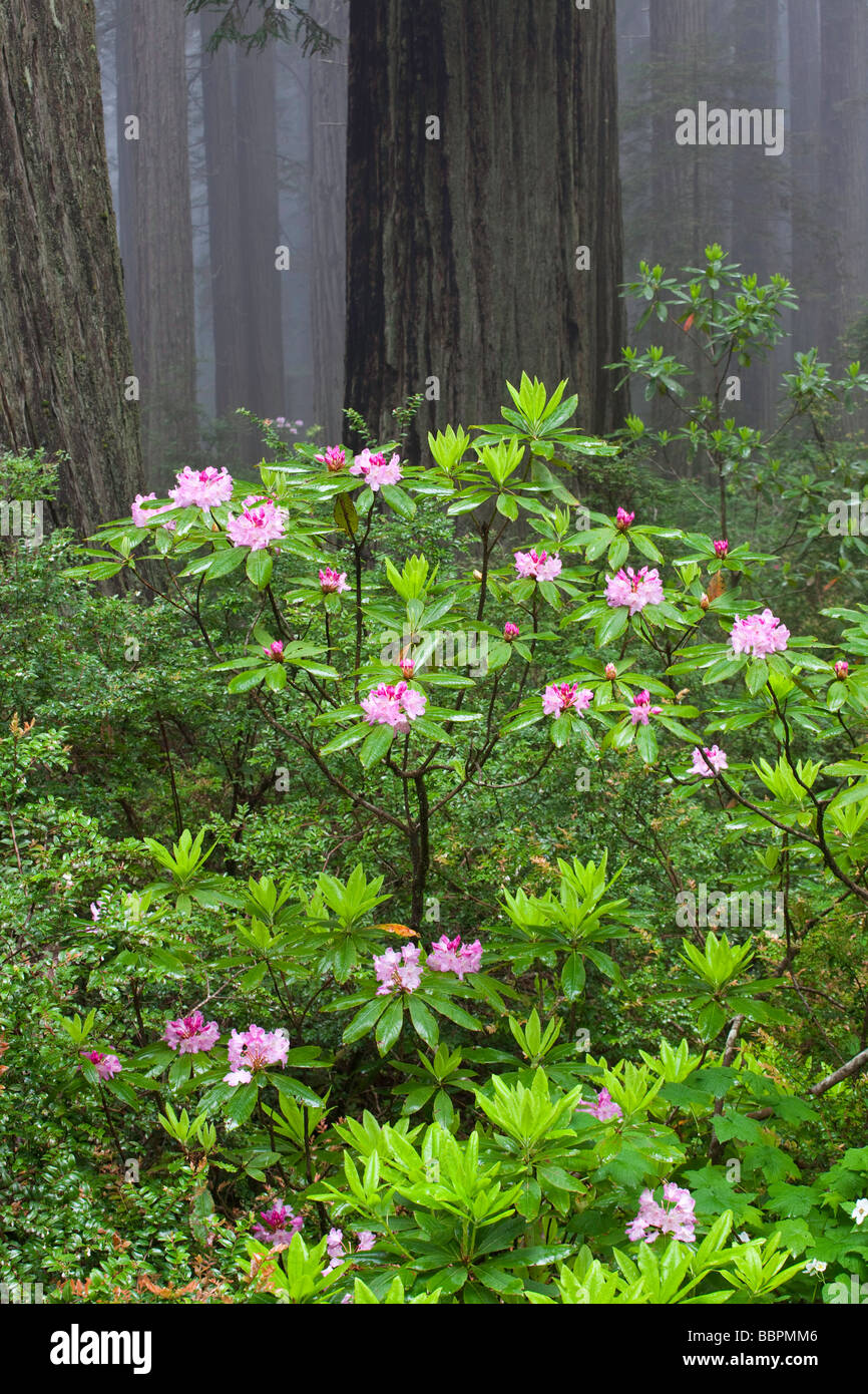 Rhododendron bushes and old growth redwood trees in California s ...