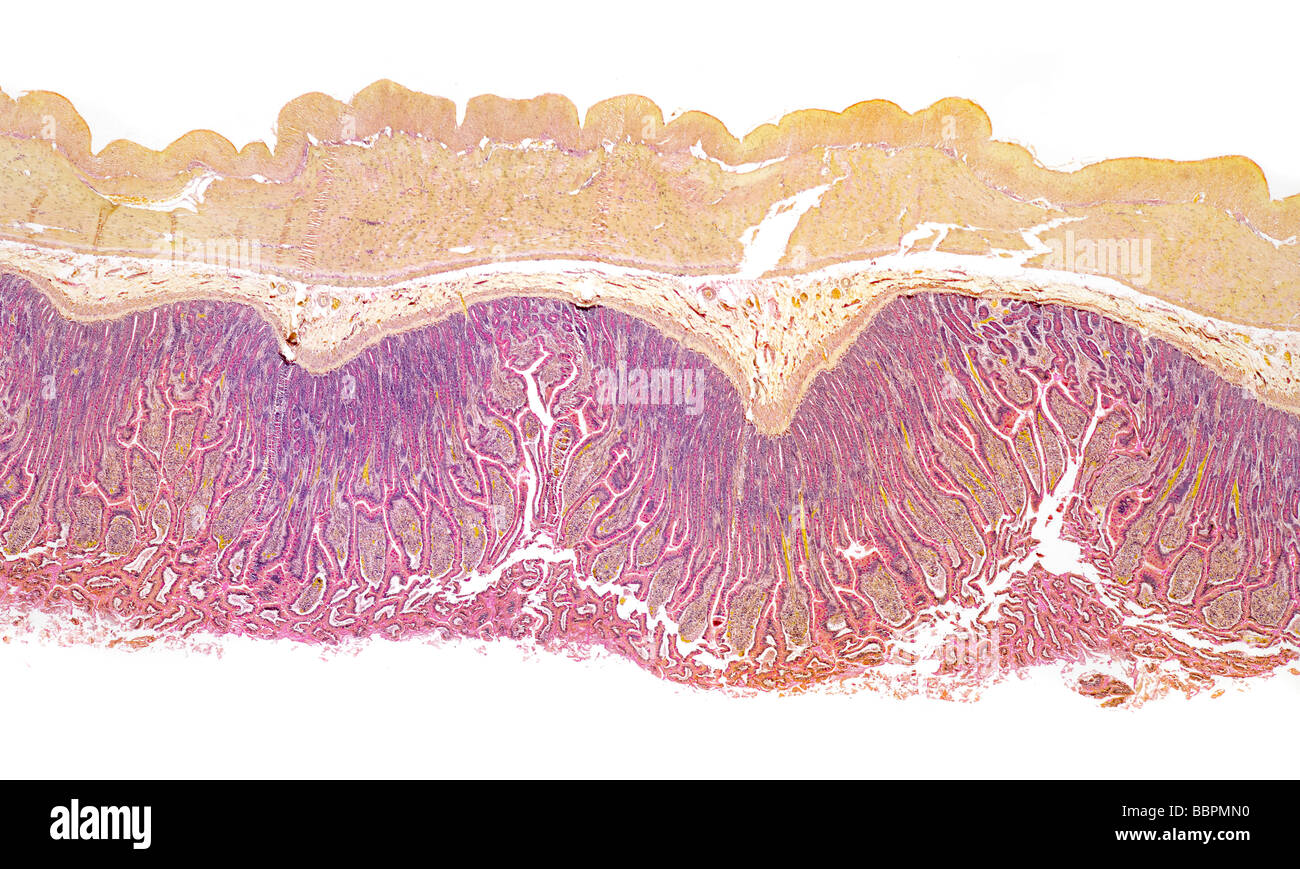 Brightfield microscope hi-res stock photography and images - Alamy