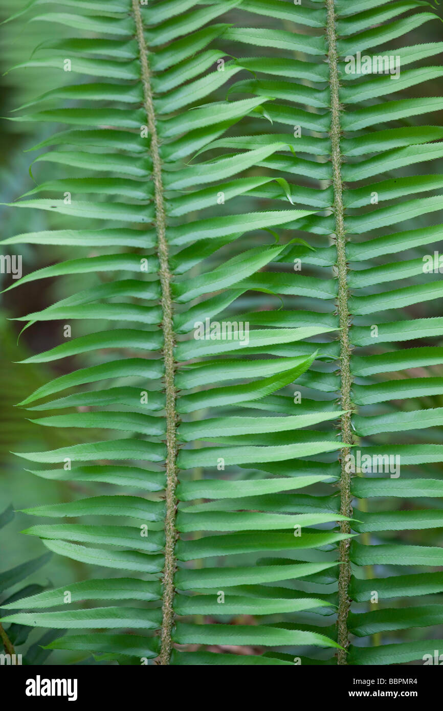 Ferns in Redwood National Park California Stock Photo - Alamy