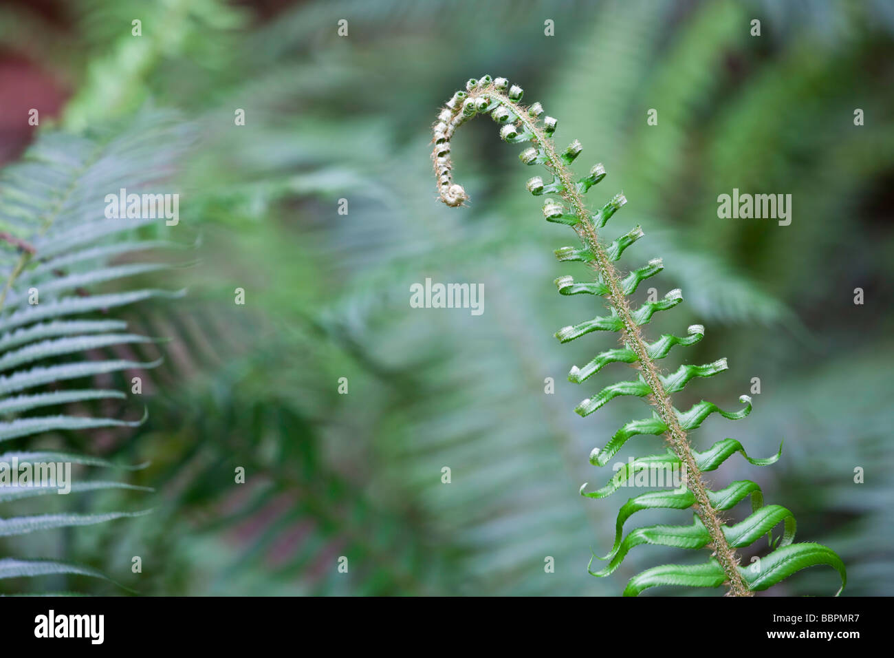 Ferns in Redwood National Park California Stock Photo - Alamy