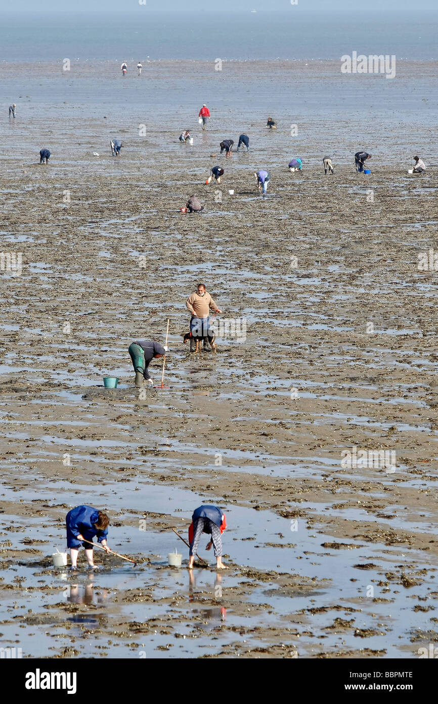 GATHERING SHELLFISH (COCKLES AND CLAMS), FISHING ON FOOT, ISLE OF ...