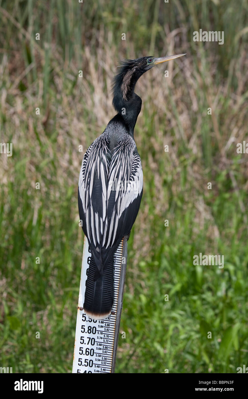 Birds abound on the Anhinga Trail at Royal Palm, near the Ernest F. Coe ...