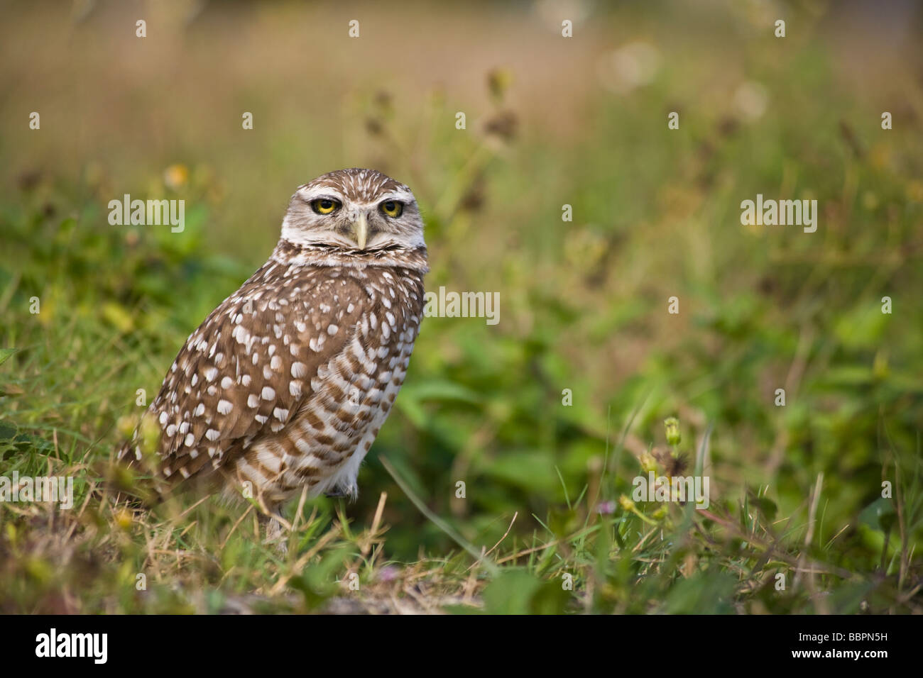 Ground rattlesnake hi-res stock photography and images - Alamy