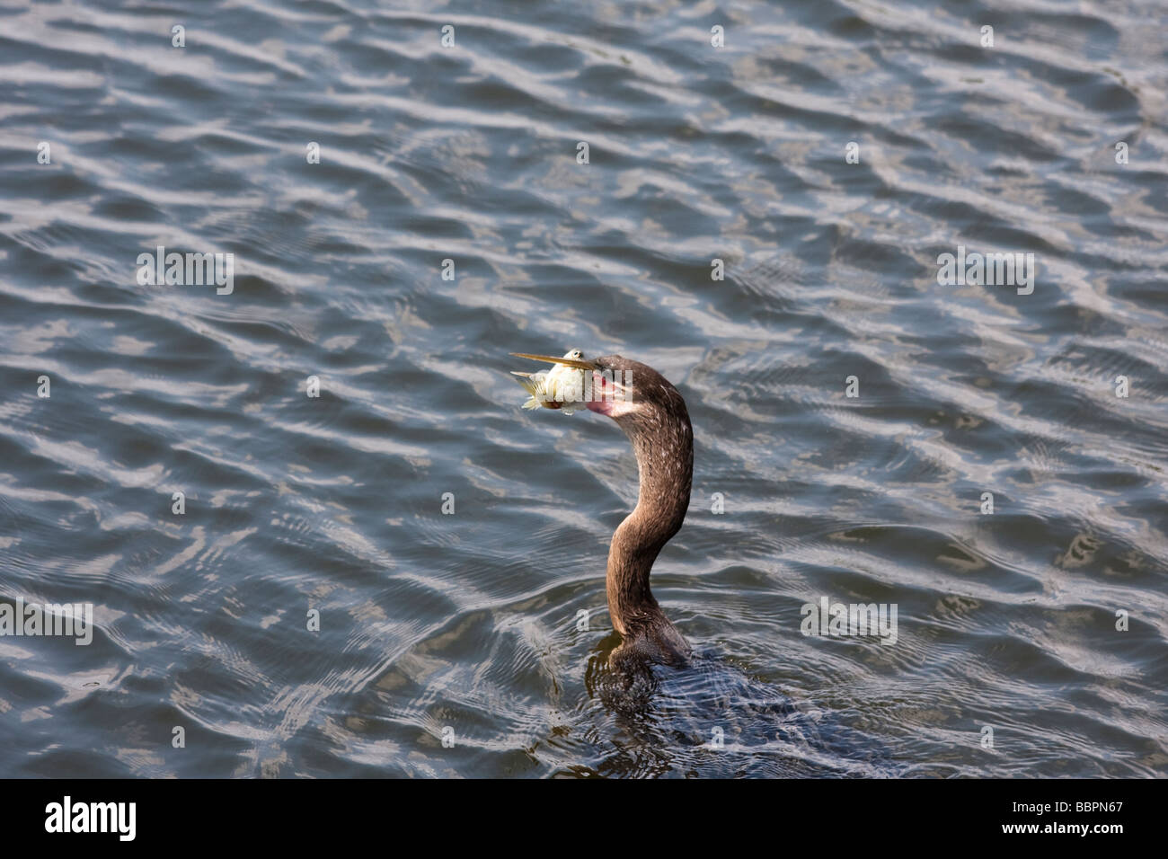 An ahinga catches a fish on the Ahinga Trail at Royal Palm, in the ...