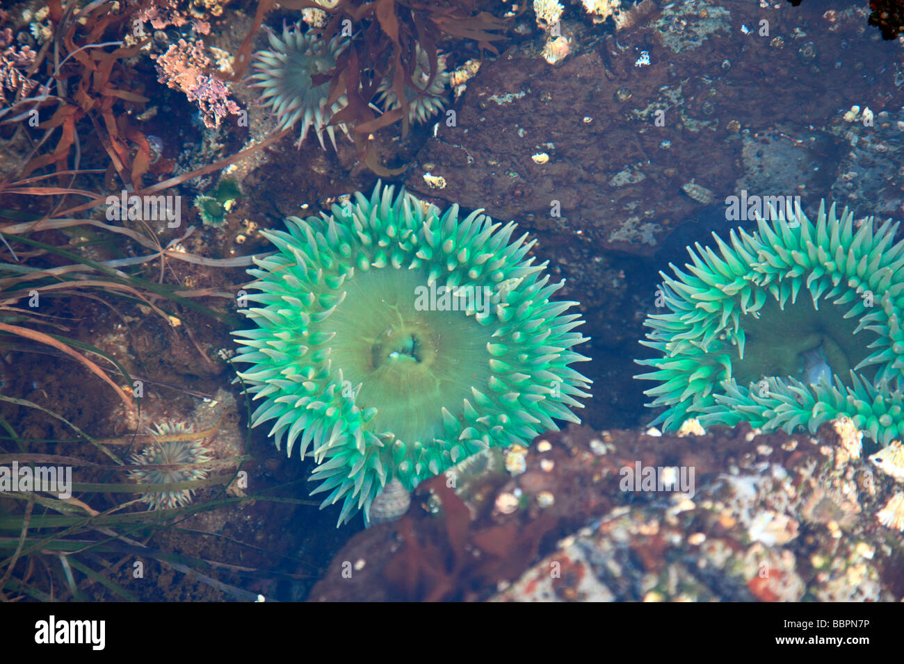 Early marine life hi-res stock photography and images - Alamy